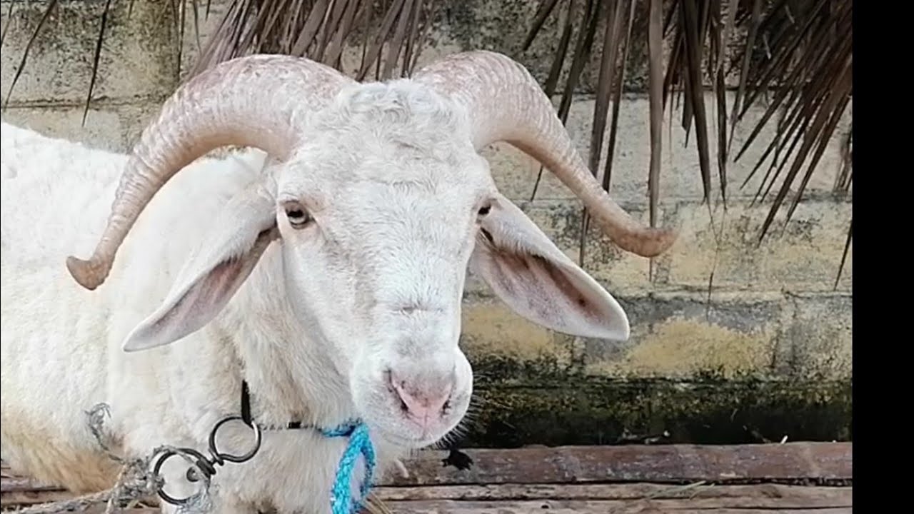 Bandur Cross Tagaru and Kirugavalu Tagaru /Rams for sale in Channapatna ...