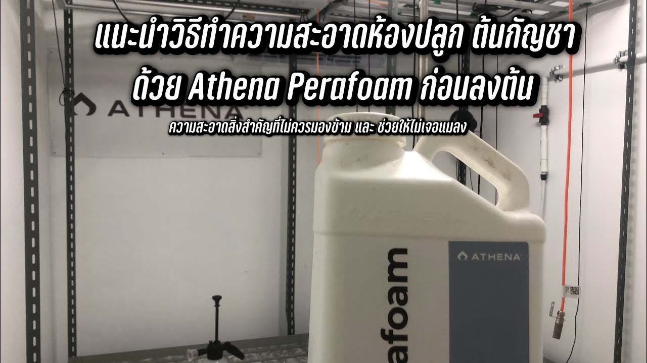 แนะนำวิธีทำความสะอาดห้องปลูกต้นกัญชา ด้วย Athena Perafoam ก่อนลงต้น ...