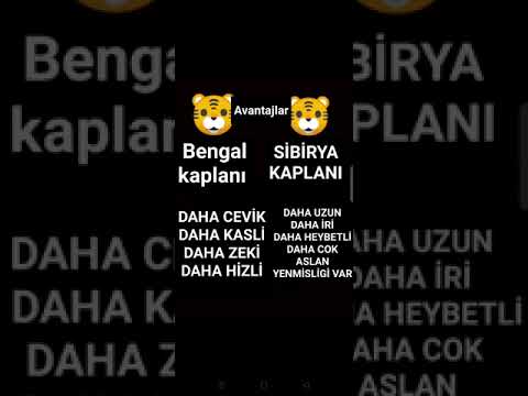 SİBİRYA KAPLANİ VS BENGAL KAPLANİ