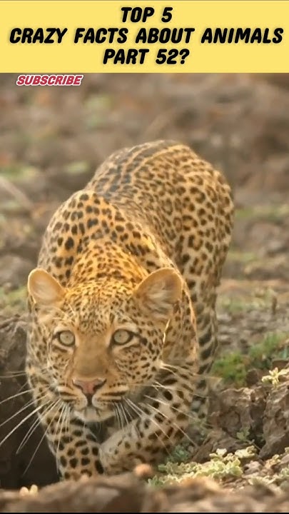 Crazy Facts About Animals Part 52 #shorts #facts #animals - YouTube