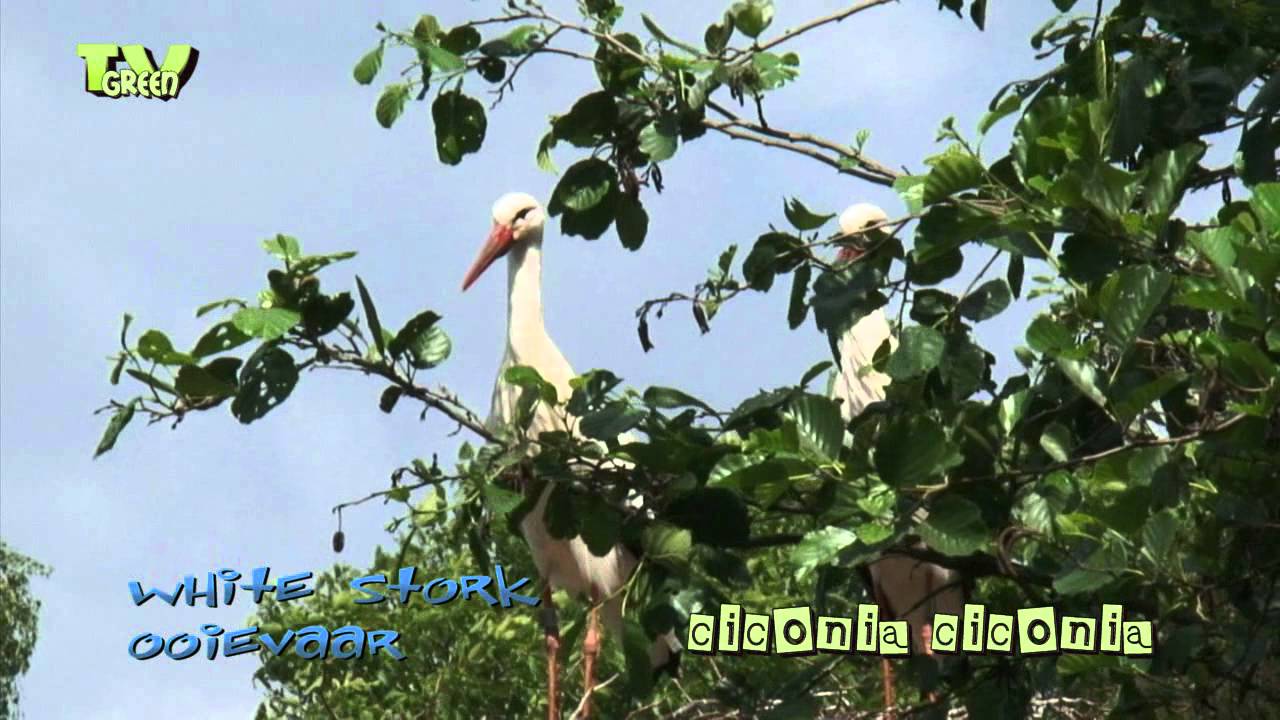 White stork baby's first lessons in bill-clattering - YouTube