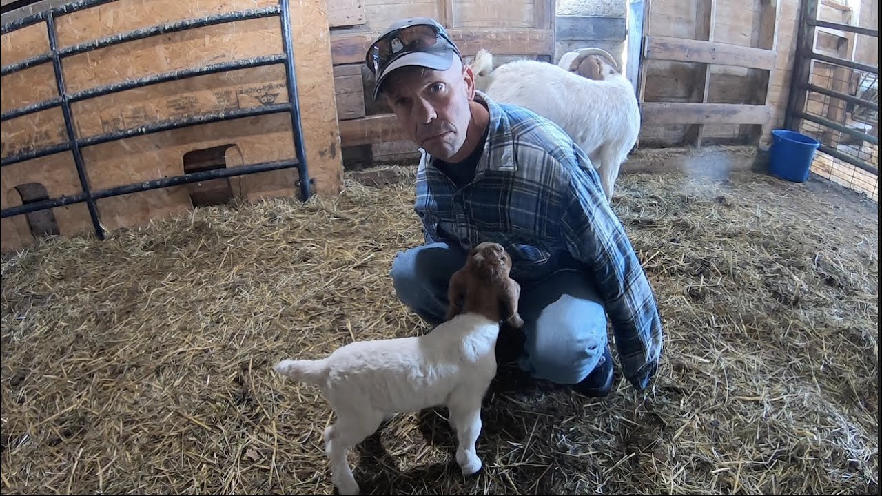 Corn Is Growing, A New Used Trailer, & Baby Goats - YouTube