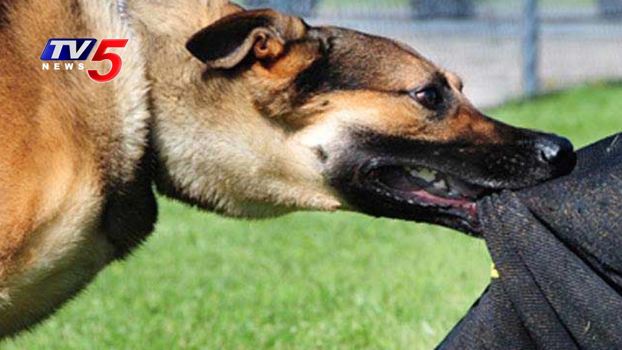 20 Injured As Stray Dogs Bite in Prakashham | AP | TV5 News - YouTube