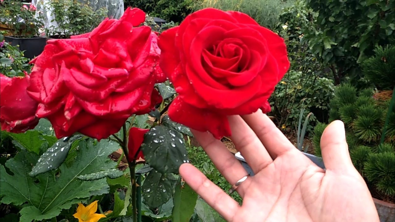 Veterans Honor rose, the most long lasting and heat tolerant rose that ...