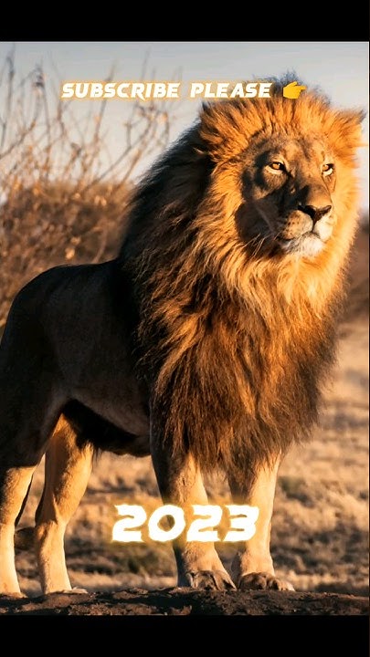 2023 lion 🦁 vs 5000 bce Lion 🦁#shorts #viral - YouTube