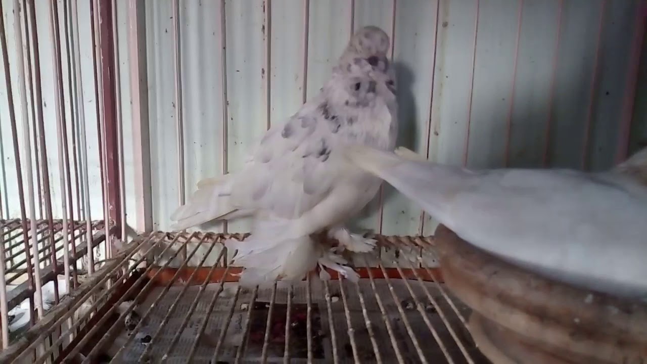 Long face pigeons - YouTube