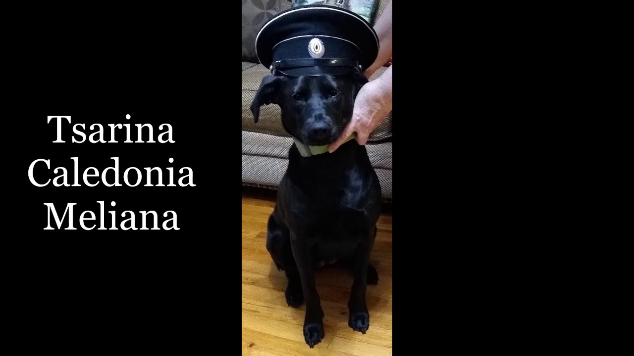 Slav Doggo - YouTube