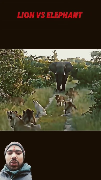 Dog vs elephant#trending#animals #wildlife#elephant #dog #shortvideo ...