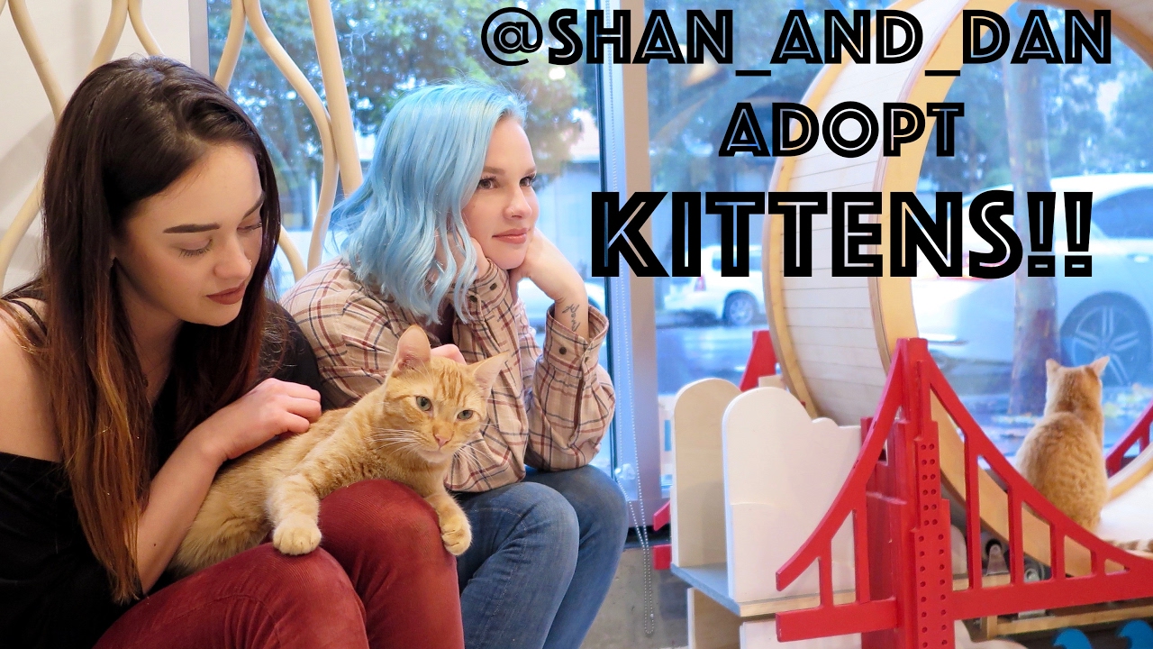 Shan and Dan Adopt Kittens / First Day of School - YouTube