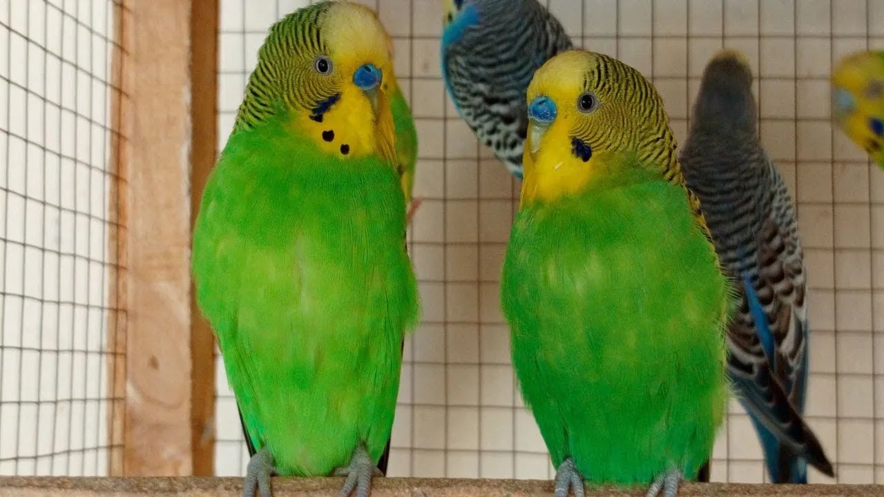 3 Hours of Parakeet Sounds to Cheer Up Your Sad Budgies 🐦💚 Comforting ...