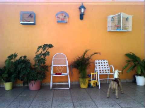 Puruándiro (Canto de Clarín y Jilguero) - YouTube
