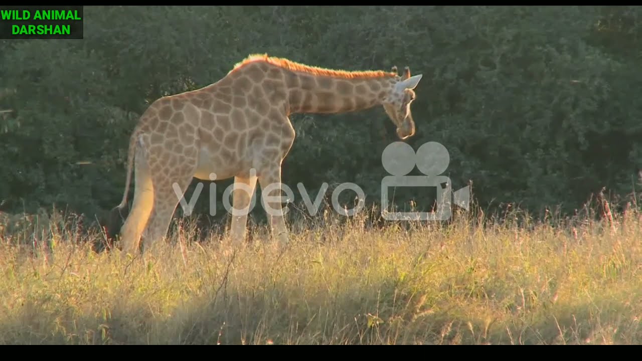 wildlife animal/zeraf&elefanth/wild animal darshan - YouTube