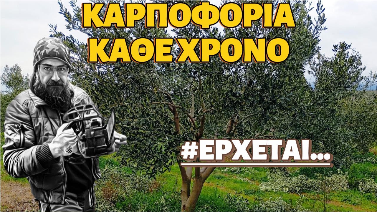 ΚΛΑΔΕΜΑ ΕΛΙΑΣ- ΚΑΡΠΟΦΟΡΙΑ ΚΑΘΕ ΧΡΟΝΟ-ΜΕ ΤΟΝ ΣΩΣΤΟ ΤΡΟΠΟ-ΓΙΑ ΕΛΙΑ & ΟΧΙ ...