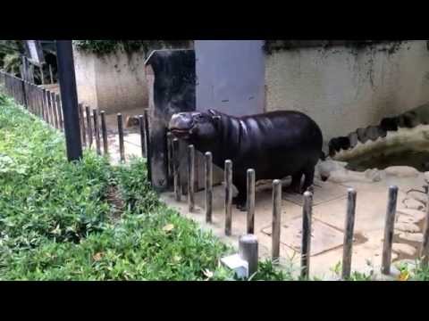 Pygmy hippo at Ueno Zoo