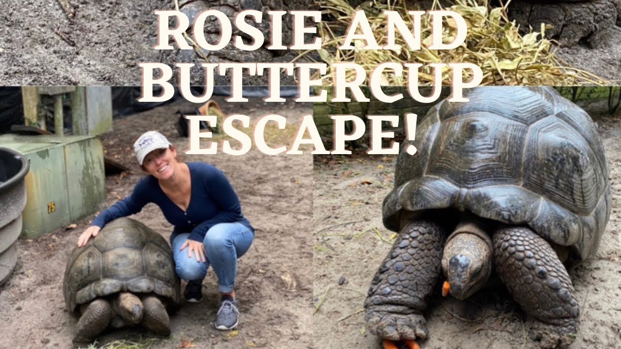Our Giant Tortoises Escaped! The adventures of Rosie and Buttercup ...