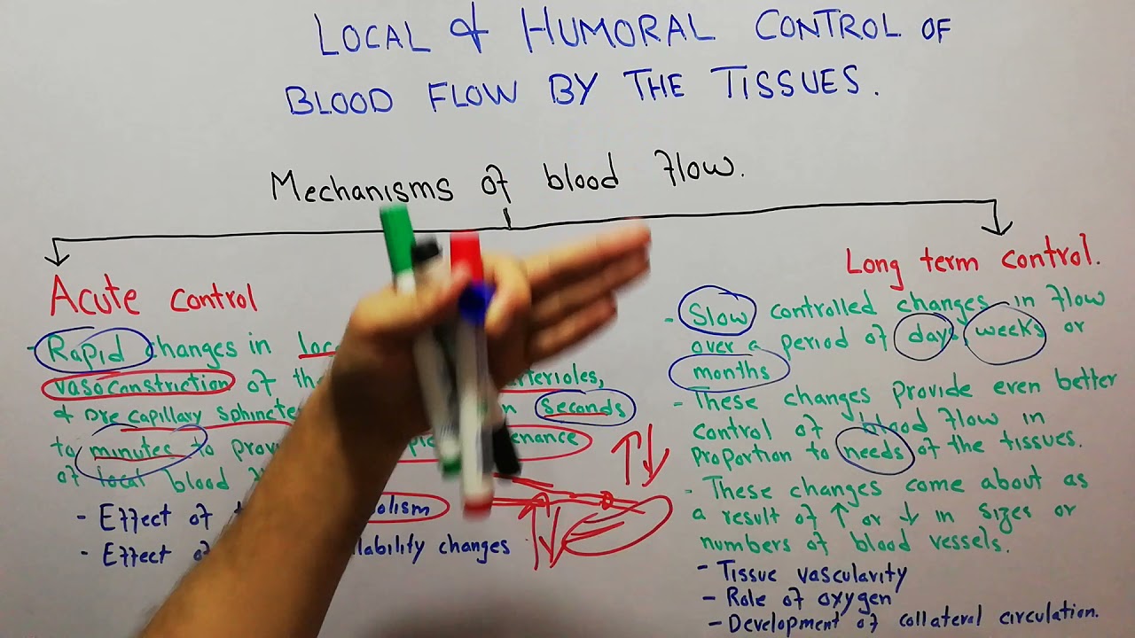 CVS physiology 94. Mechanisms of blood flow control by tissues, acute ...