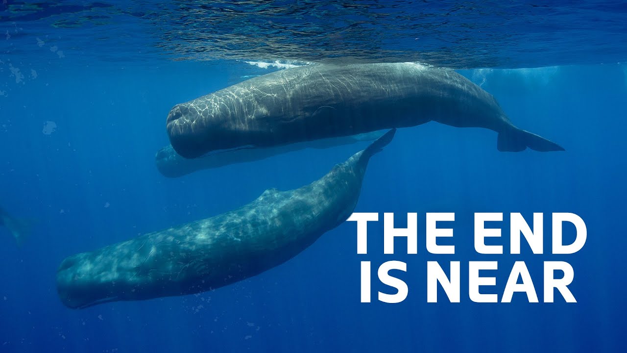The Sperm Whale: The Hunting Tradition That's Causing Extinction - YouTube