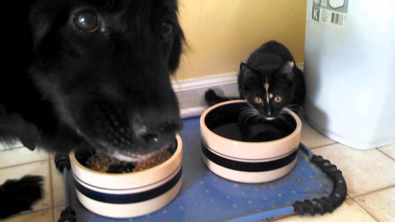 Dog & Cat Dinner Date - YouTube