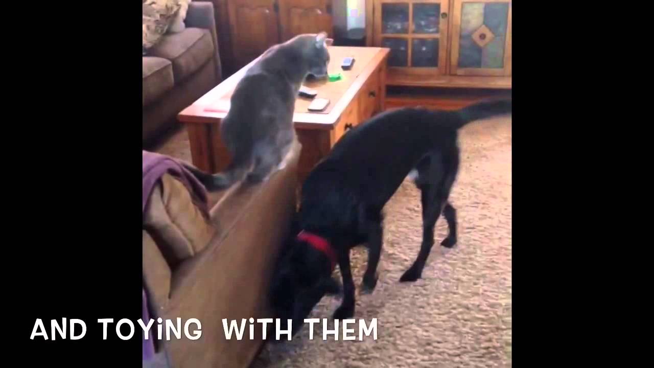 Weird Things All Cats Do Part 2 YouTube weird-things-all-cats-do-part-2-youtube