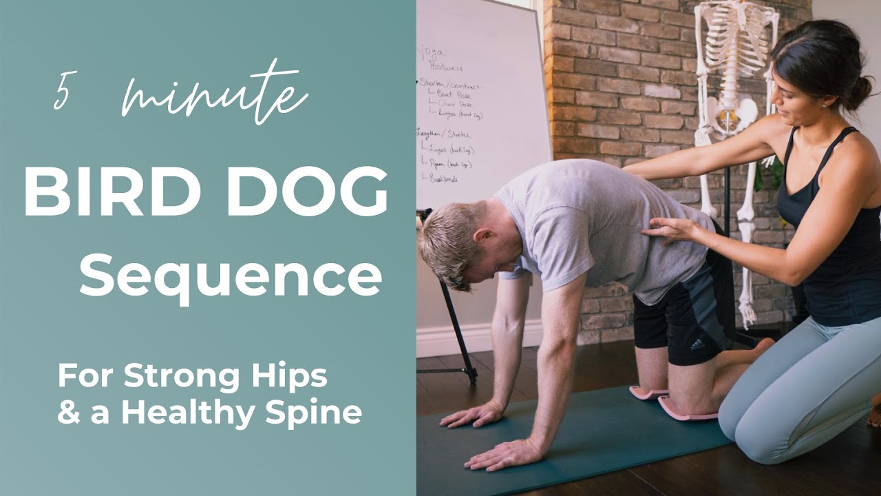 5 Min Bird/Dog Sequence | Yoga Wellness Anatomy - YouTube