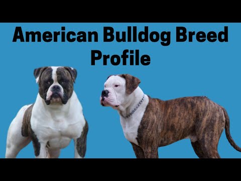 What Breeds Make Up The American Bulldog