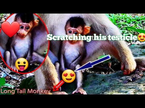 REX small Monkey ! Funny Baby Monkey Trying to scratch to play own ...