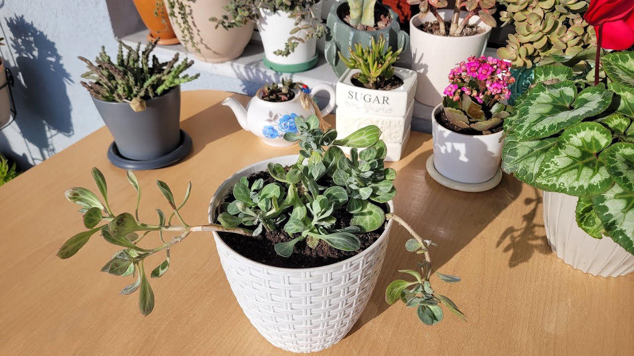 Senecio Obovatus Sukulentimin Saksı Değişimi ve Bakımı - YouTube