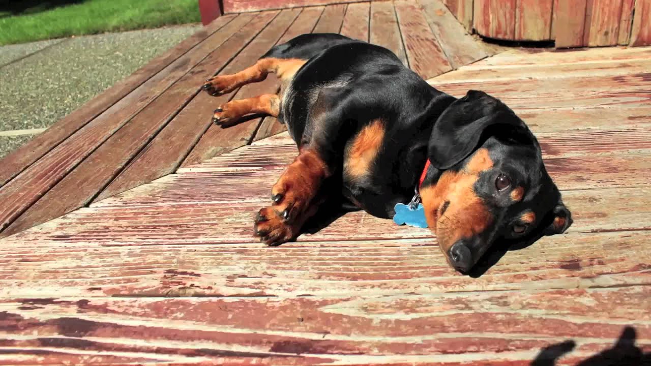 Stop motion dogs - YouTube