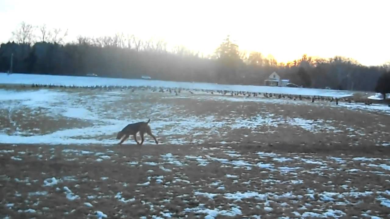 my dog chasing geese - YouTube