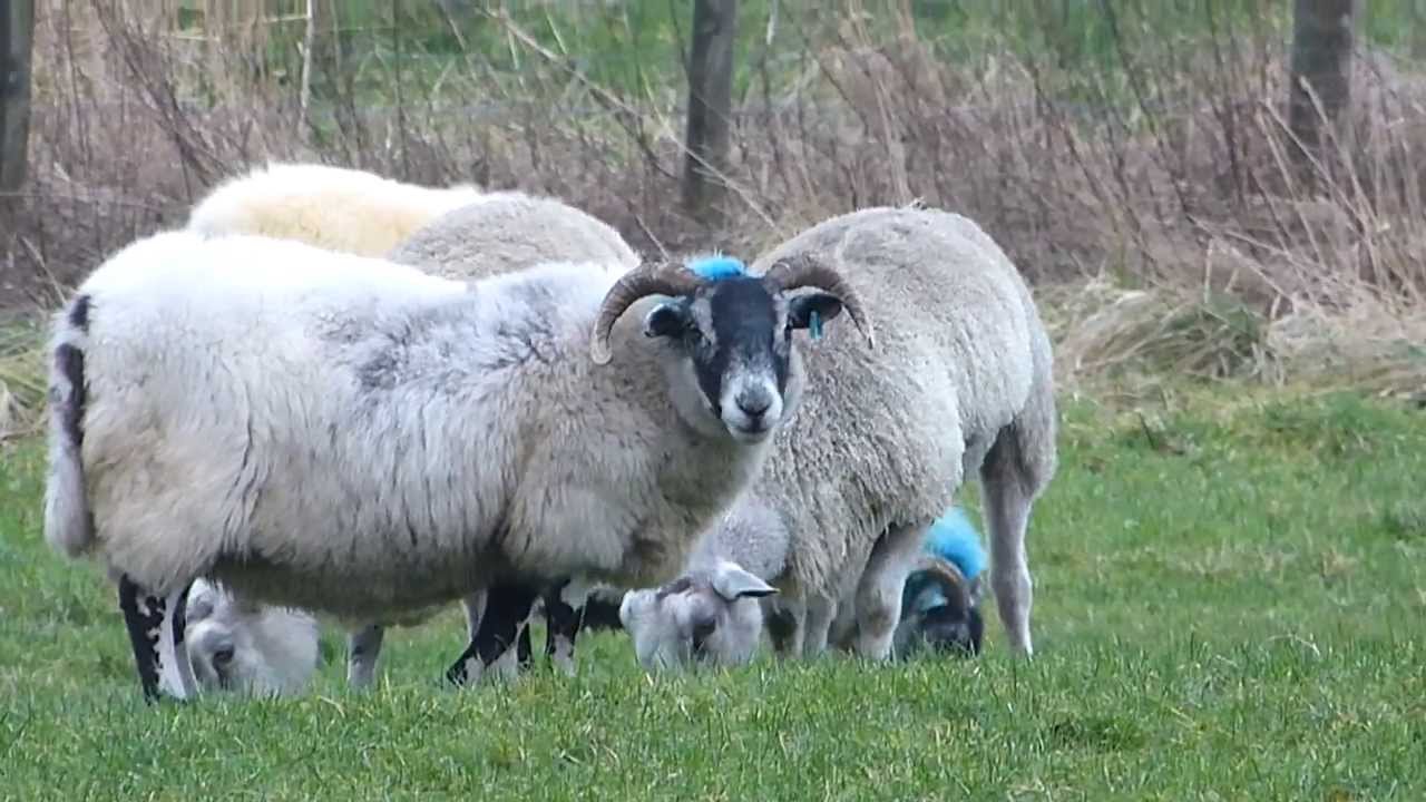 Two Rams and Black Face Sheep - YouTube
