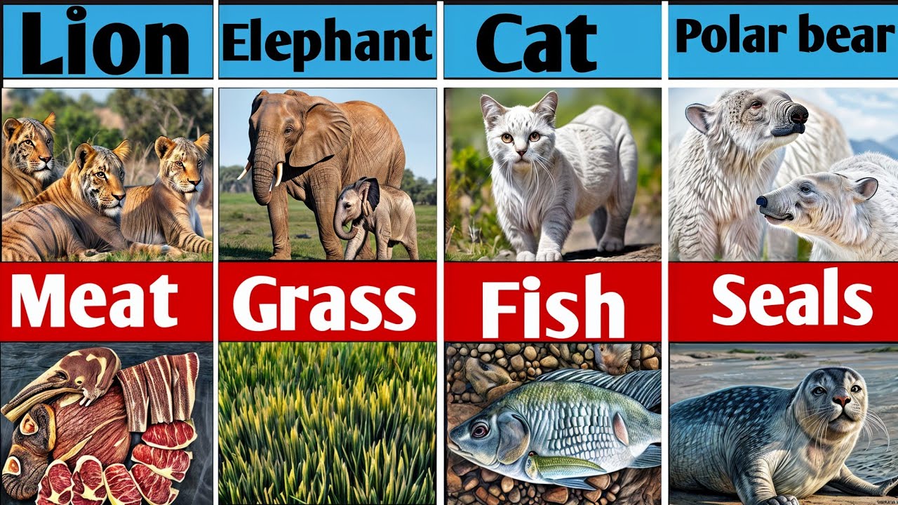 Each ANIMALS And Their Most Favorite food|Animals Favorite food ...