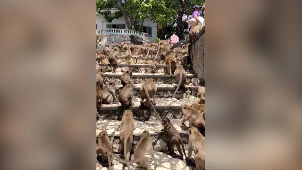 Excited monkeys scramble up stairs for dinner - YouTube