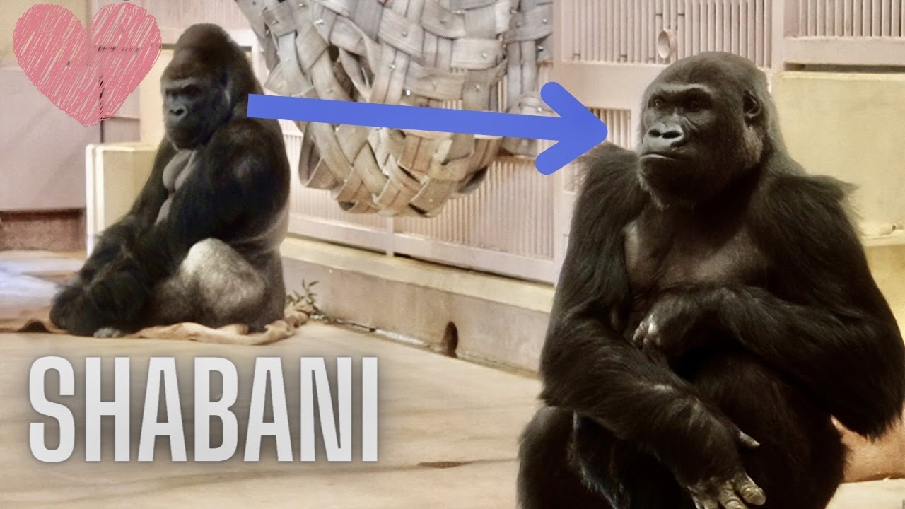 Gorilla Shabani Loves and Is Staring at Female Ai | Shabani Family ...