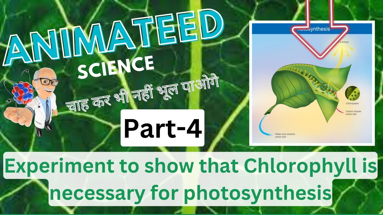 Experiment to show that Chlorophyll is necessary for photosynthesis | L ...