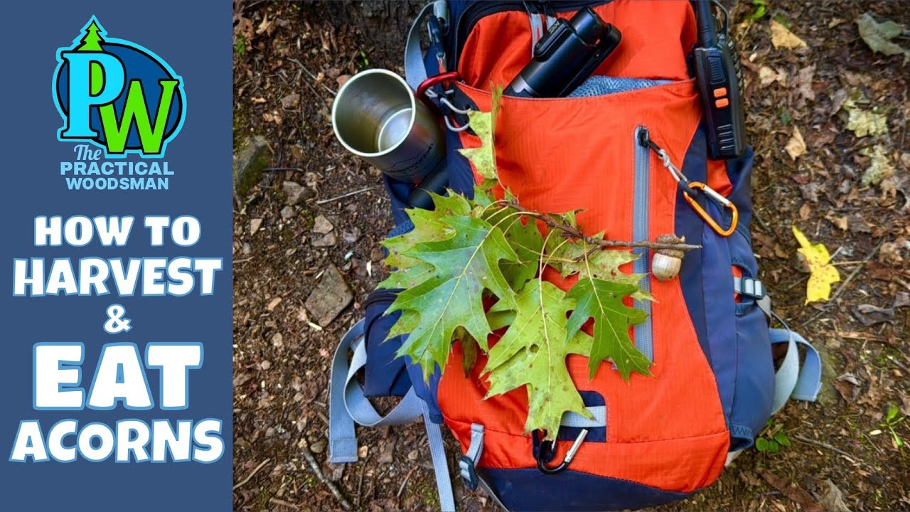 Exclusive 136: How To Eat Acorns! Full Guide - YouTube