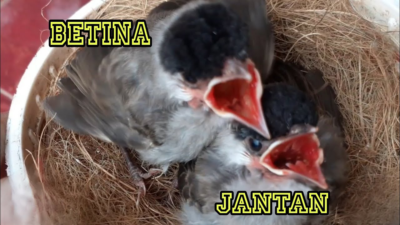 cara membedakan anakan burung kutilang jantan/betina@benthotkicau2969 ...