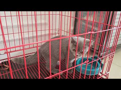 si kucing ku yang suka bermai bernama apin - YouTube