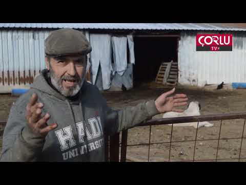 kangal köpeğinin kuzulara şefkati kameraya yansıdı