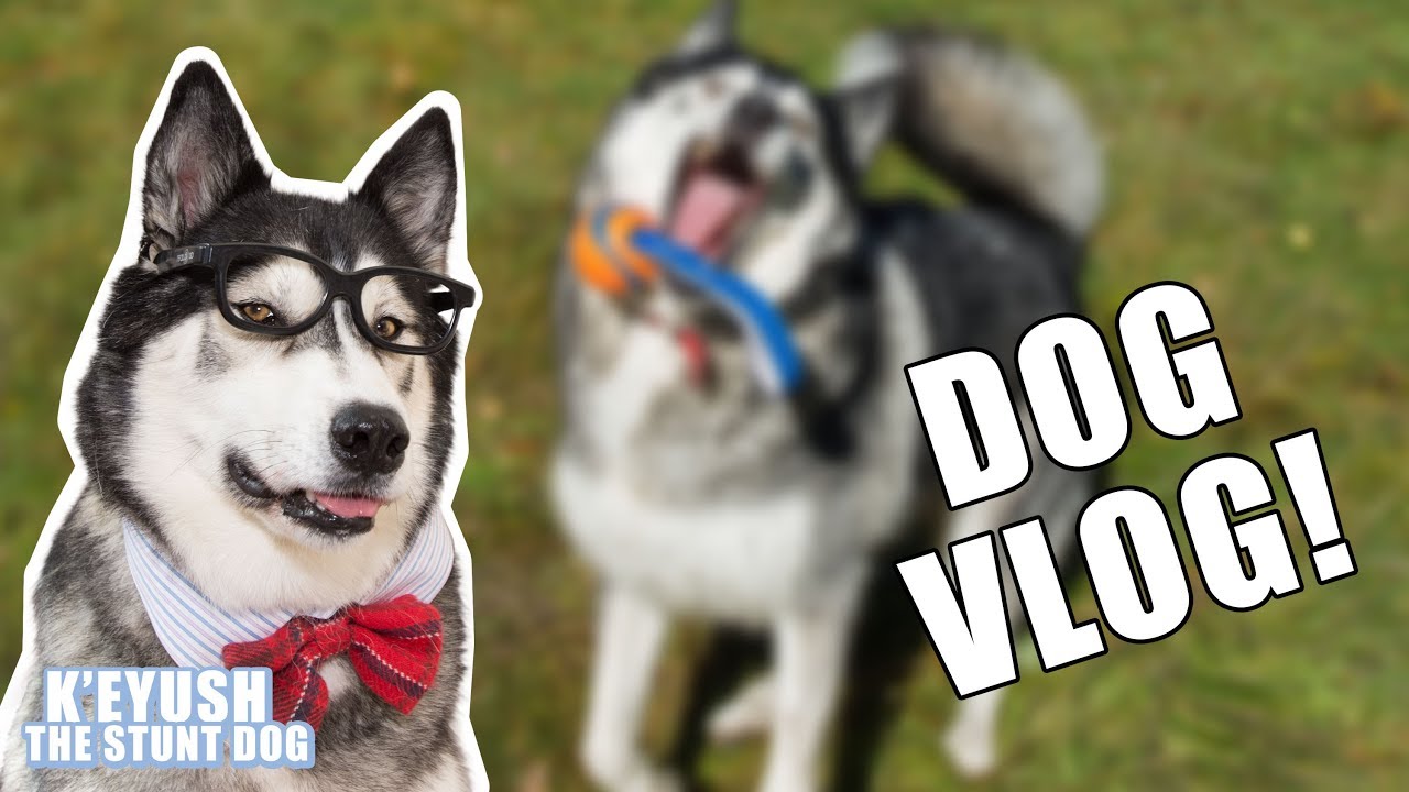 My DOG Vlogging! | Husky's First Vlog About His Week - YouTube