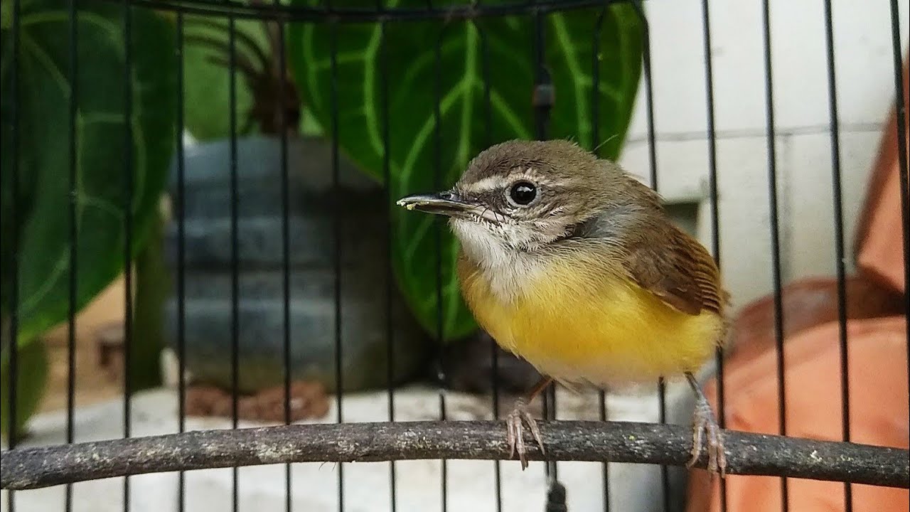 suara merdu cikrak bambu untuk pancingan burung macet bunyi - YouTube