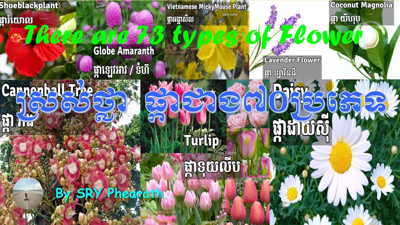 មករៀនស្គាល់ពីប្រភេទផ្កាទាំងអស់គ្នា-There are 73 types of Flower/ Sry Phearath - YouTube