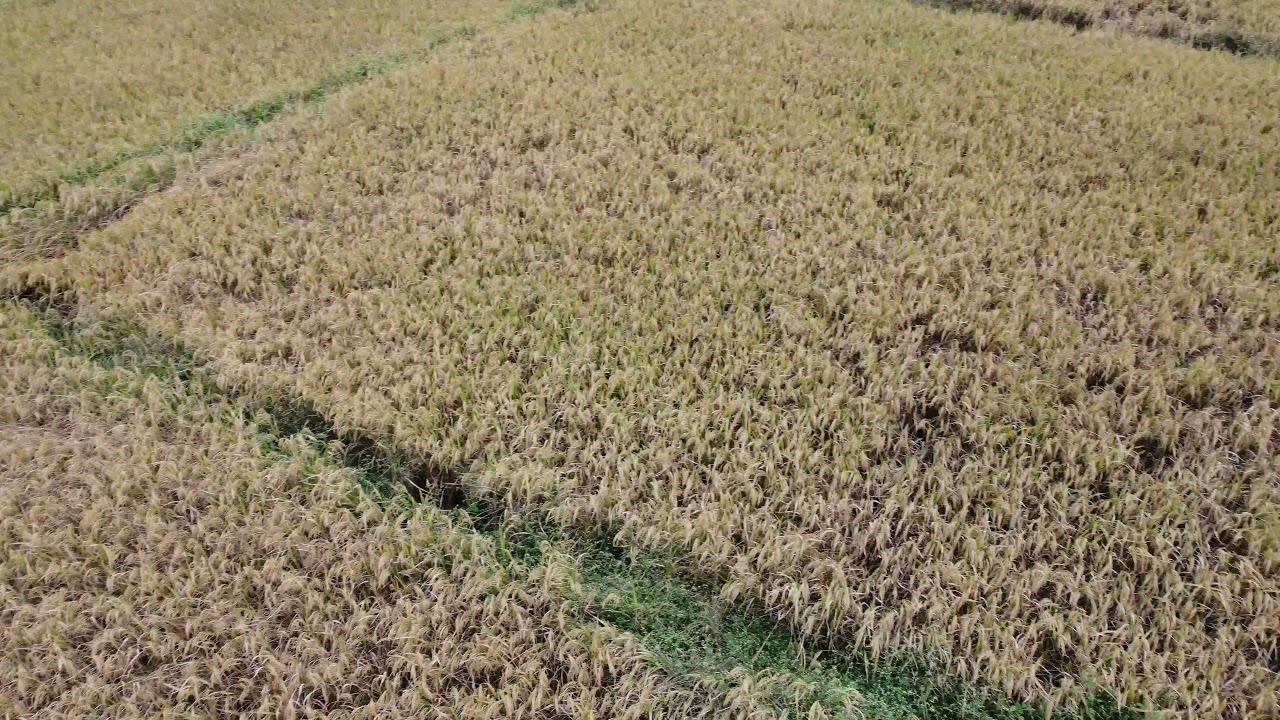 High yielding rice seeds - YouTube
