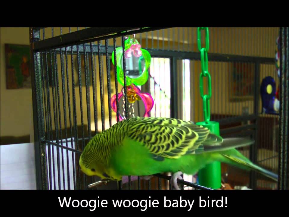 Disco the Parakeet Stars in "Attack of the Kissing Budgie!" - YouTube