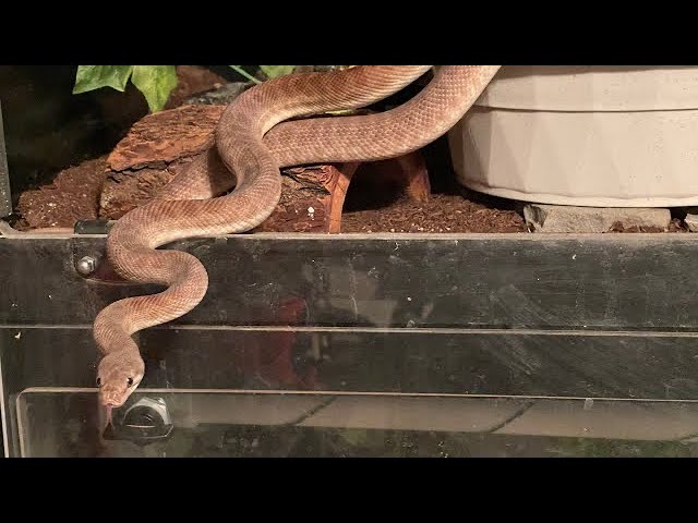 Irian Jaya Carpet Python Teeth