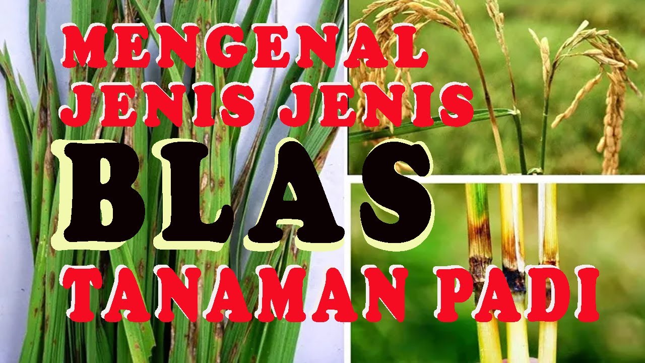 Jenis Jenis Penyakit Blas Padi - types of rice blast disease - YouTube