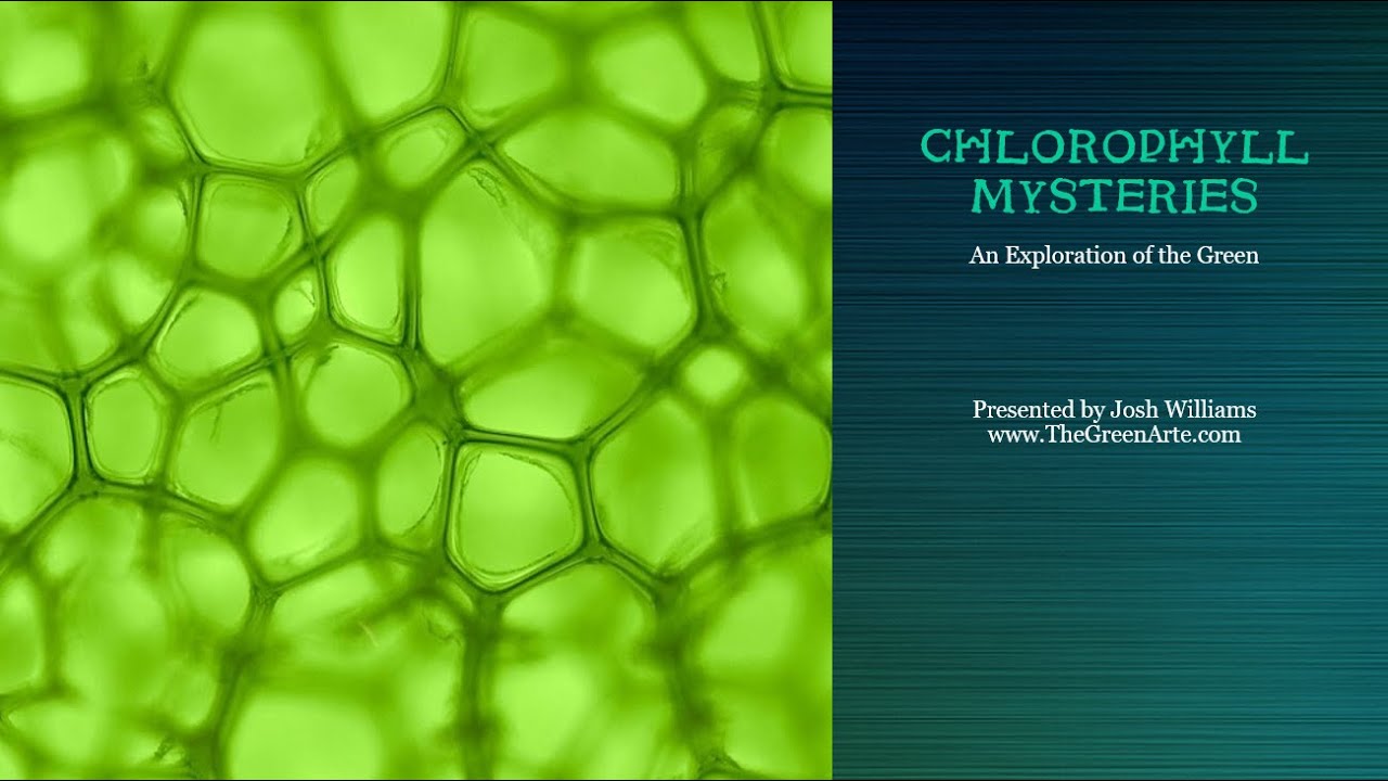 Chlorophyll Mysteries | Green in Ritual, Magic, and Plant Spirit Work ...