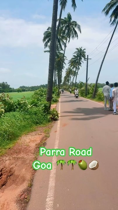 “The Most Beautiful Road in Goa 🌴” #coconut #beautifulnature #goanature ...