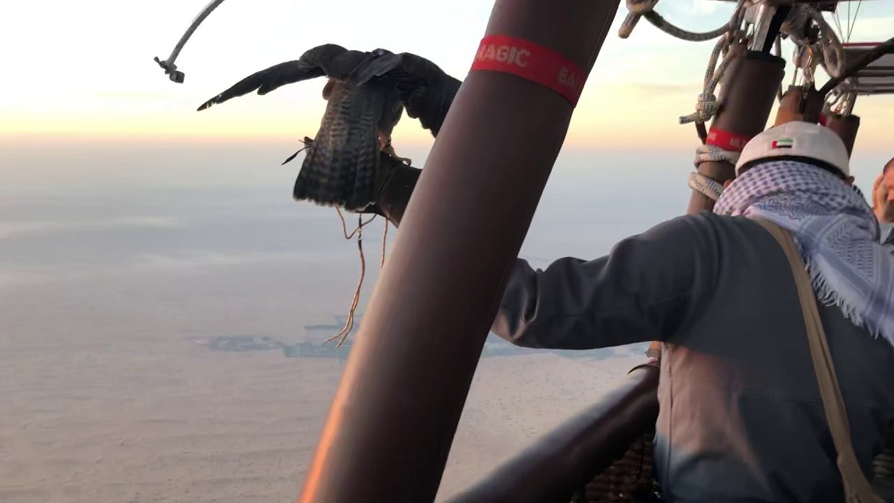 Falconer & falcon in our hot air balloon basket over the Dubai Desert ...