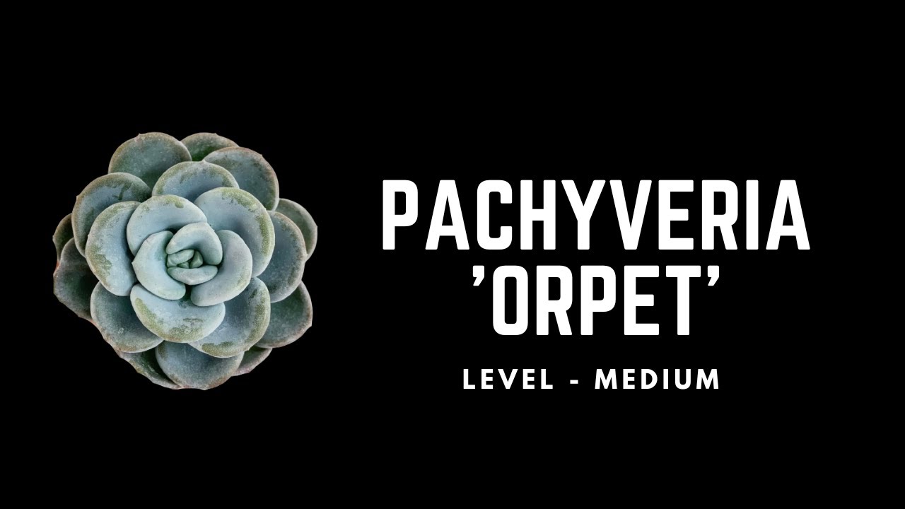|| PACHYVERIA 'ORPET' || CARE TIPS || - YouTube