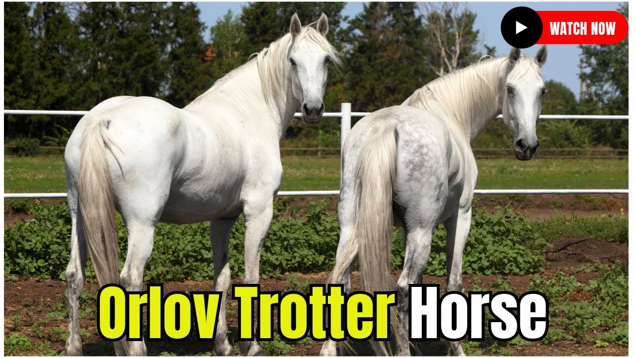 Adorable Equine Elegance: The Orlov Trotter Horse Breeding #secretanimals @secret_animals - YouTube